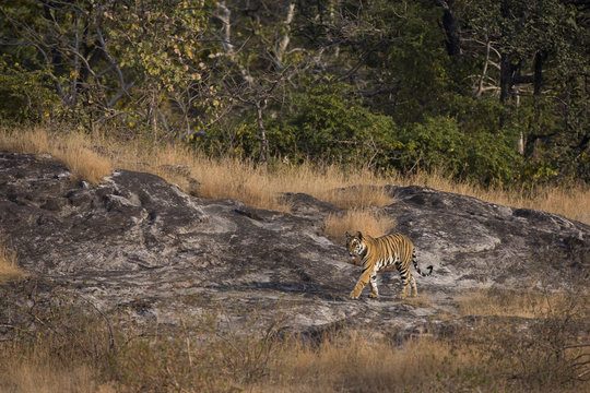 Koenigstiger-Bilder: Stock-Fotos & -Videos. | Adobe Stock