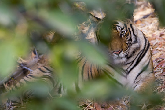 Koenigstiger-Bilder: Stock-Fotos & -Videos. | Adobe Stock