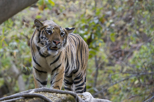 Koenigstiger-Bilder: Stock-Fotos & -Videos. | Adobe Stock