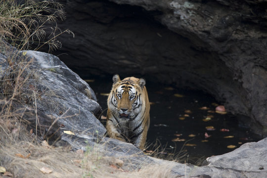 Koenigstiger-Bilder: Stock-Fotos & -Videos. | Adobe Stock