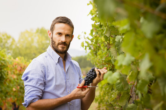 Vigneron Images – Parcourir 10,355 le catalogue de photos, vecteurs et ...