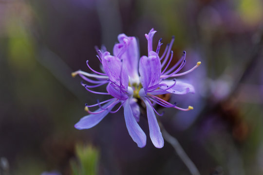 Rhodora Images – Browse 28 Stock Photos, Vectors, and Video | Adobe Stock