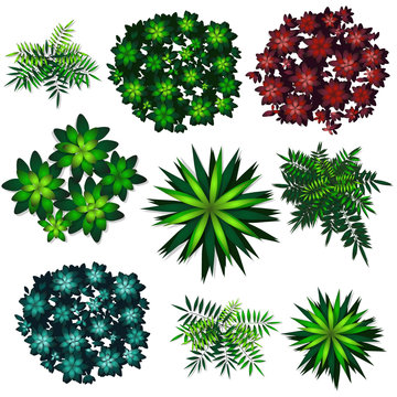 379 BEST Shrubs Plan View IMAGES, STOCK PHOTOS & VECTORS | Adobe Stock