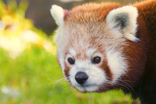 Feuerfuchs Images – Browse 69 Stock Photos, Vectors, and Video | Adobe ...