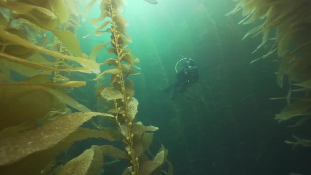 Kelp Bilder – Durchsuchen 537,956 Archivfotos, Vektorgrafiken und ...