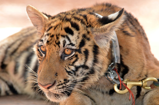 「Tiger Chain」の写真素材 | 2,180件の無料イラスト画像 | Adobe Stock