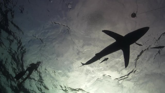 "Blue Shark" Images – Browse 2,735 Stock Photos, Vectors, and Video ...