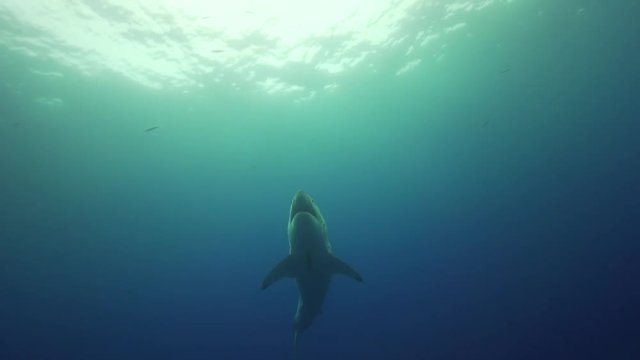 "Great White Shark" Images – Browse 13,603 Stock Photos, Vectors, and ...