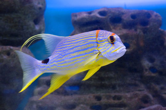 รูปภาพLutjanus – เลือกดูภาพถ่ายสต็อก เวกเตอร์ และวิดีโอ2,242 | Adobe Stock
