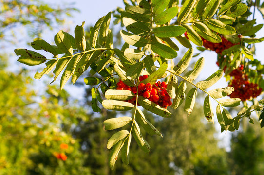 "Sorb Apple" Bilder – Durchsuchen 1,302 Archivfotos, Vektorgrafiken und ...