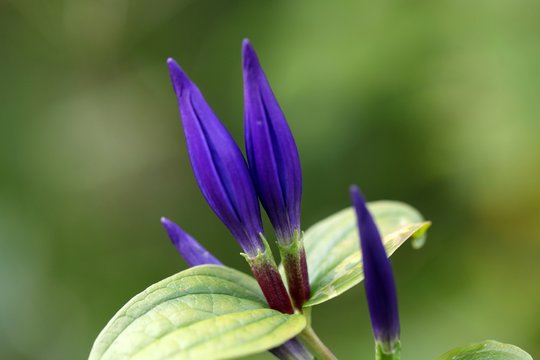 Gentian Images – Browse 8,801 Stock Photos, Vectors, and Video | Adobe ...