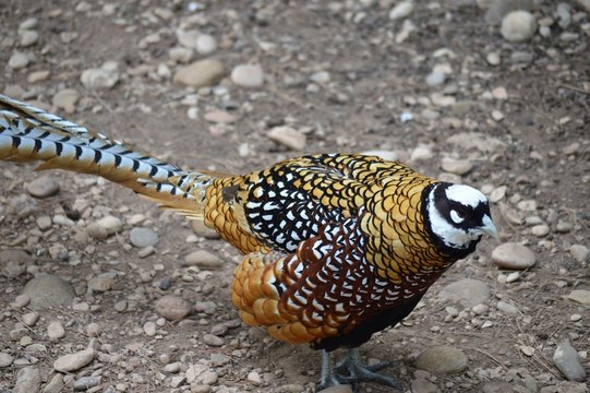 Faisanes Images – Browse 14 Stock Photos, Vectors, and Video | Adobe Stock