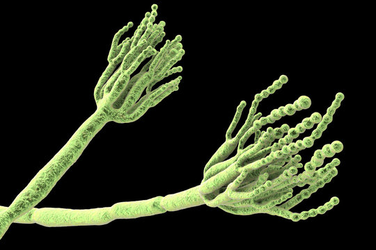 Penicillium Notatum Under Microscope