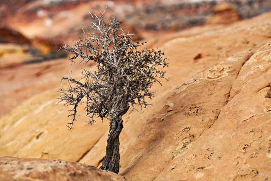 Tenacious Images – Browse 55 Stock Photos, Vectors, and Video | Adobe Stock