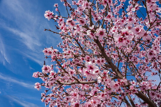 Gaumenmandeln Bilder – Durchsuchen 327 Archivfotos, Vektorgrafiken und ...