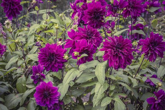 รูปภาพFlower-Power – เลือกดูภาพถ่ายสต็อก เวกเตอร์ และวิดีโอ661 | Adobe ...