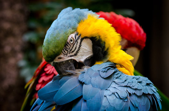 รูปภาพPapagai – เลือกดูภาพถ่ายสต็อก เวกเตอร์ และวิดีโอ214 | Adobe Stock
