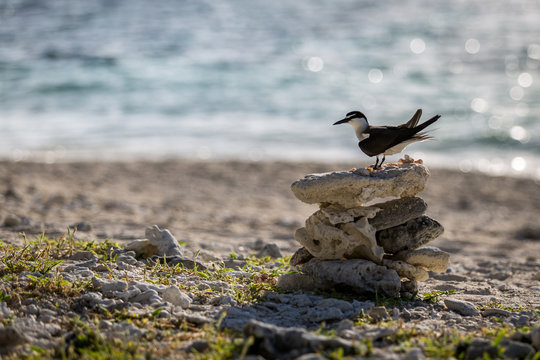 "Bridled Tern"-Bilder: Stock-Fotos & -Videos. | Adobe Stock