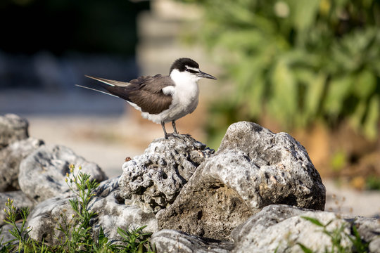 "Bridled Tern"-Bilder: Stock-Fotos & -Videos. | Adobe Stock