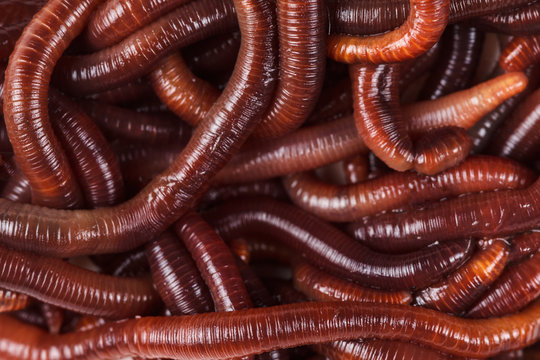 รูปภาพAnnelida – เลือกดูภาพถ่ายสต็อก เวกเตอร์ และวิดีโอ3,794 | Adobe Stock