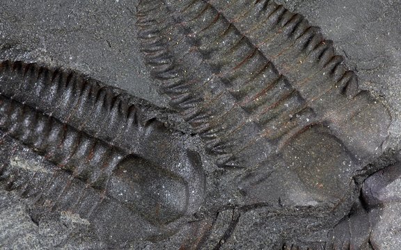 Imagens de Trilobites – Explore Fotografias do Stock, Vetores e Vídeos ...