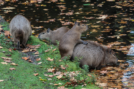 Caviinae Bilder – Durchsuchen 192 Archivfotos, Vektorgrafiken und ...