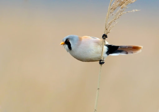 「Bedge」の写真素材 | 10,912件の無料イラスト画像 | Adobe Stock