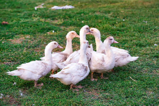 「Fowl-Run」の写真素材 | 403件の無料イラスト画像 | Adobe Stock