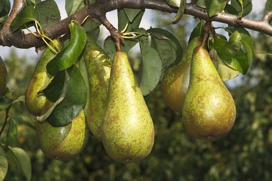 รูปภาพRipely – เลือกดูภาพถ่ายสต็อก เวกเตอร์ และวิดีโอ130 | Adobe Stock