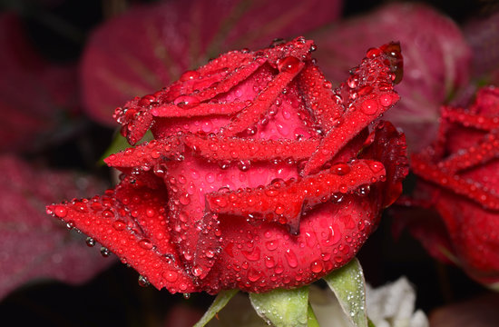 Rose-Flower Bilder – Durchsuchen 161 Archivfotos, Vektorgrafiken und ...