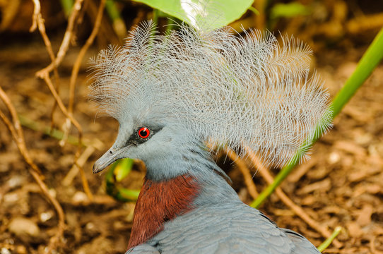 "Southern Crowned Pigeon" Images – Browse 180 Stock Photos, Vectors ...