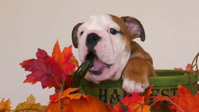 Puppy And Thanksgiving Images – Browse 2,153 Stock Photos, Vectors, and ...