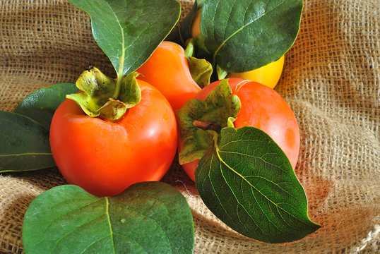 Imágenes de Diospiro: descubre bancos de fotos, ilustraciones, vectores ...