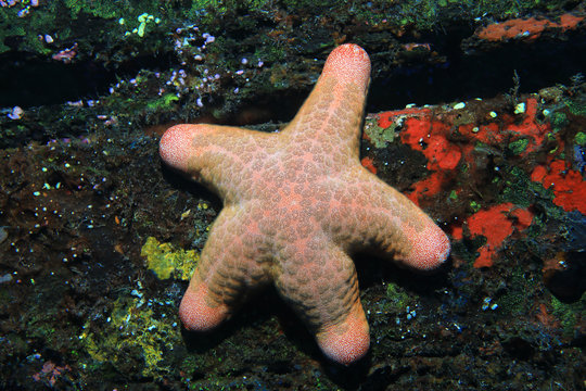 Valvatida Images – Browse 28 Stock Photos, Vectors, and Video | Adobe Stock