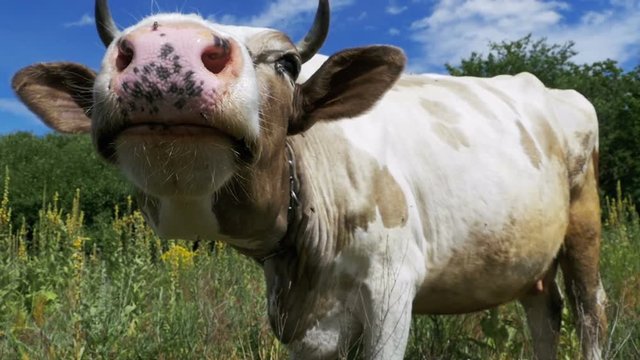 "Cow In Field" Images – Browse 460 Stock Photos, Vectors, and Video ...