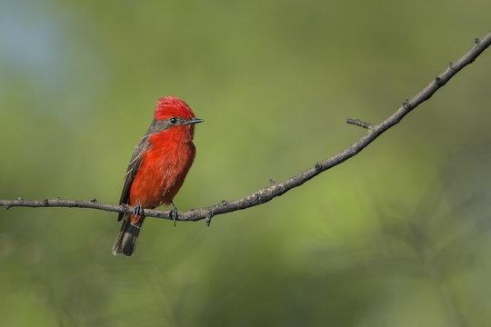 Migrador-Bilder: Stock-Fotos & -Videos. | Adobe Stock