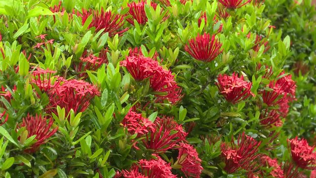 Lxora Images – Browse 115 Stock Photos, Vectors, and Video | Adobe Stock