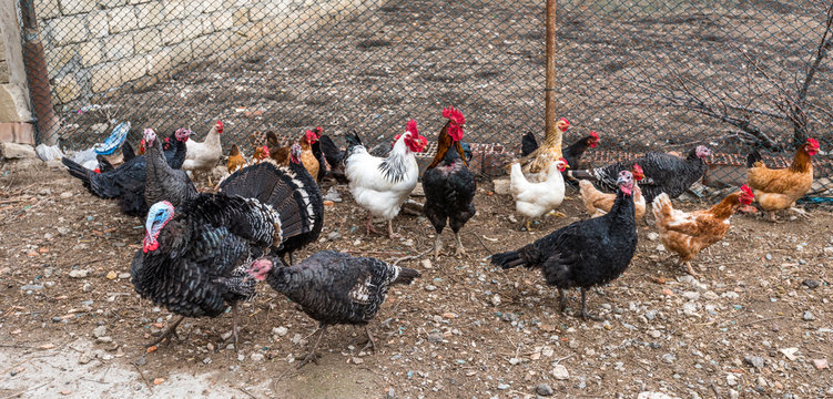 รูปภาพPoultry-Farm – เลือกดูภาพถ่ายสต็อก เวกเตอร์ และวิดีโอ94 | Adobe Stock