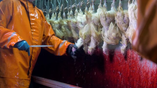 Chicken Slaughter Images – Browse 233,380 Stock Photos, Vectors, and ...