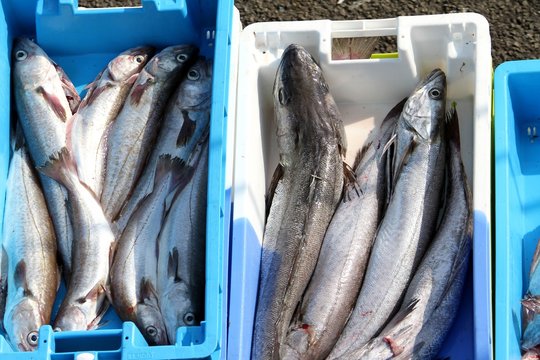 Merluchon Images – Browse 58 Stock Photos, Vectors, and Video | Adobe Stock