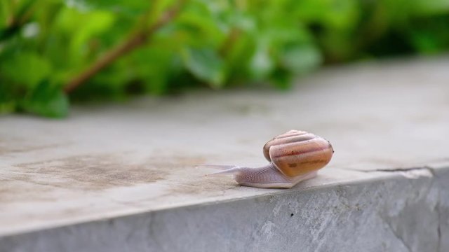 รูปภาพMonachoides – เลือกดูภาพถ่ายสต็อก เวกเตอร์ และวิดีโอ37 | Adobe Stock