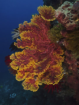 รูปภาพGorgonie – เลือกดูภาพถ่ายสต็อก เวกเตอร์ และวิดีโอ343 | Adobe Stock