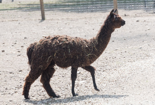 「Tylopoda」の画像 - 189 件の Stock 写真、ベクターおよびビデオ | Adobe Stock