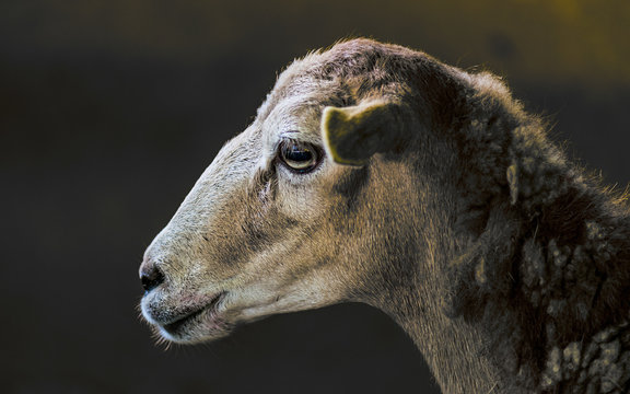 Sheep Face Profile