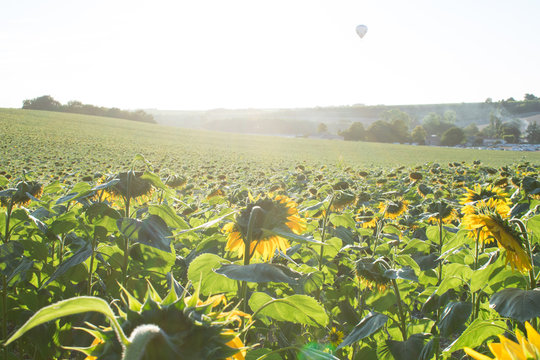 Natu Images – Browse 1,522 Stock Photos, Vectors, and Video | Adobe Stock