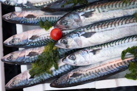 รูปภาพBeltfish – เลือกดูภาพถ่ายสต็อก เวกเตอร์ และวิดีโอ67 | Adobe Stock