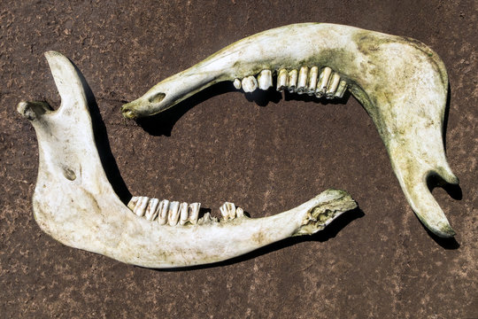 รูปภาพJawbone – เลือกดูภาพถ่ายสต็อก เวกเตอร์ และวิดีโอ55,127 | Adobe Stock