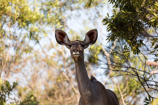 Cudu Images – Browse 16 Stock Photos, Vectors, and Video | Adobe Stock