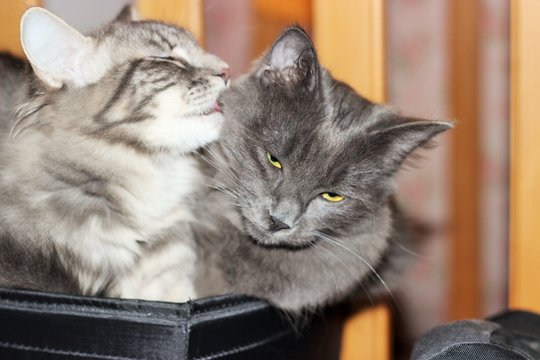 Obsequious Bilder – Durchsuchen 316 Archivfotos, Vektorgrafiken und ...