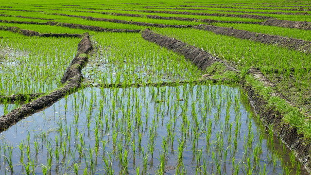 「Reispflanzen」の画像 - 144 件の Stock 写真、ベクターおよびビデオ | Adobe Stock